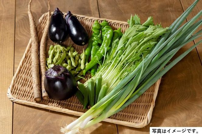 ＜2回 定期便＞【JA全農京都】半年に1回配送！季節の京野菜セット 261009_B-EV04（京都府京都市） | ふるさと納税サイト「ふるさとプレミアム」