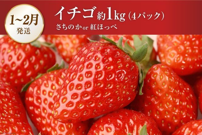 【CF01】BG083【全4回】厳選！島原の人気フルーツ定期便（長崎県島原市） | ふるさと納税サイト「ふるさとプレミアム」
