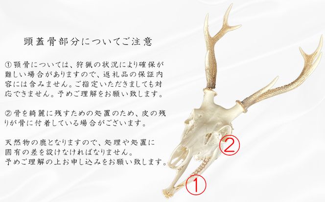 鹿の角 ツノ 装飾品 - 家具 鹿の角 ツノ 装飾品 - 家具