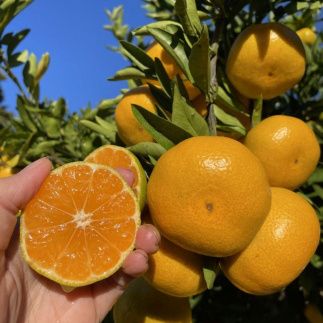 天空の有田みかん Mirai農園 サイズMIX（2S～2L混合）5Kg DN001（和歌山県有田川町） | ふるさと納税サイト「ふるさとプレミアム」