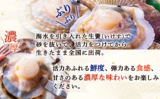 「活ほたて」大サイズ10kg（40～50枚） オホーツク産【16020】（北海道猿払村） | ふるさと納税サイト「ふるさとプレミアム」