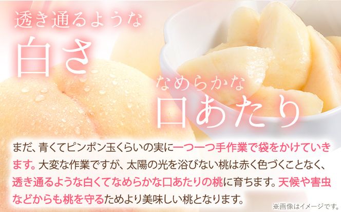 【先行予約】桃 岡山の桃 3玉 約750g 《2026年6月下旬-9月上旬頃出荷》 ご家庭用 訳あり 白桃 岡山 はくとう スイーツ フルーツ 果物 デザート 旬 モモ もも 先行予約 送料 ...