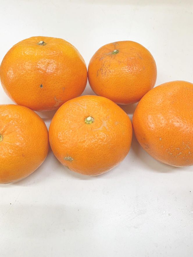 麗紅柑（れいこう）青秀品（家庭用）2S～3Lサイズ 3kg CC60（和歌山県有田川町） | ふるさと納税サイト「ふるさとプレミアム」