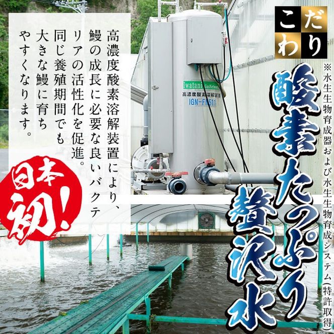 日ノ本一の鰻の蒲焼き＜大＞1尾(約190g以上) a3-202（鹿児島県志布志市） | ふるさと納税サイト「ふるさとプレミアム」