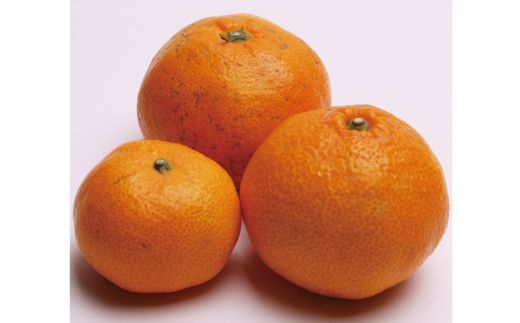 【先行予約】家庭用有田みかんサイズ混合(2S～2L)1kg+250g 11月より発送(完熟)/ みかん ミカン 有田みかん 柑橘 フルーツ 果物 和歌山 オレンジ【ikd210】（和歌山県 ...