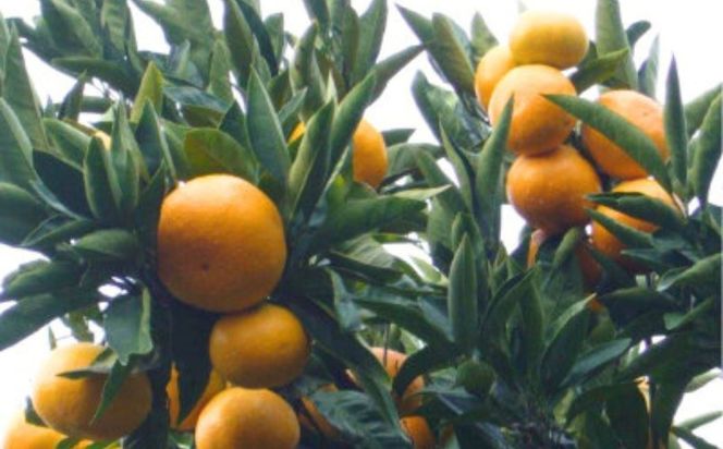 【先行予約】【訳あり】清見タンゴール 10kg（M～3L）※離島への配送不可 （2026年3月上旬頃より順次発送） IKTAR014（愛媛県伊方町） | ふるさと納税サイト「ふるさとプレミアム」