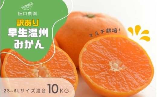 (先行予約) 2S~3L サイズ混合 10kg 阪口農園の 訳あり 早生温州みかん (マルチ栽培) 【2024年12月中旬から順次発送】 / みかん 蜜柑 先行予約 数量限定 ミカン ...