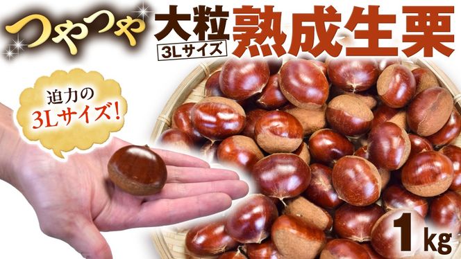 谷口農場 】 つやつや 大粒 熟成 生栗 1kg ( 3Lサイズ ) 完熟 栗 くり クリ 栗ごはん 果物 フルーツ 数量限定 [EC002ci]（茨城県筑西市） | ふるさと納税サイト ...